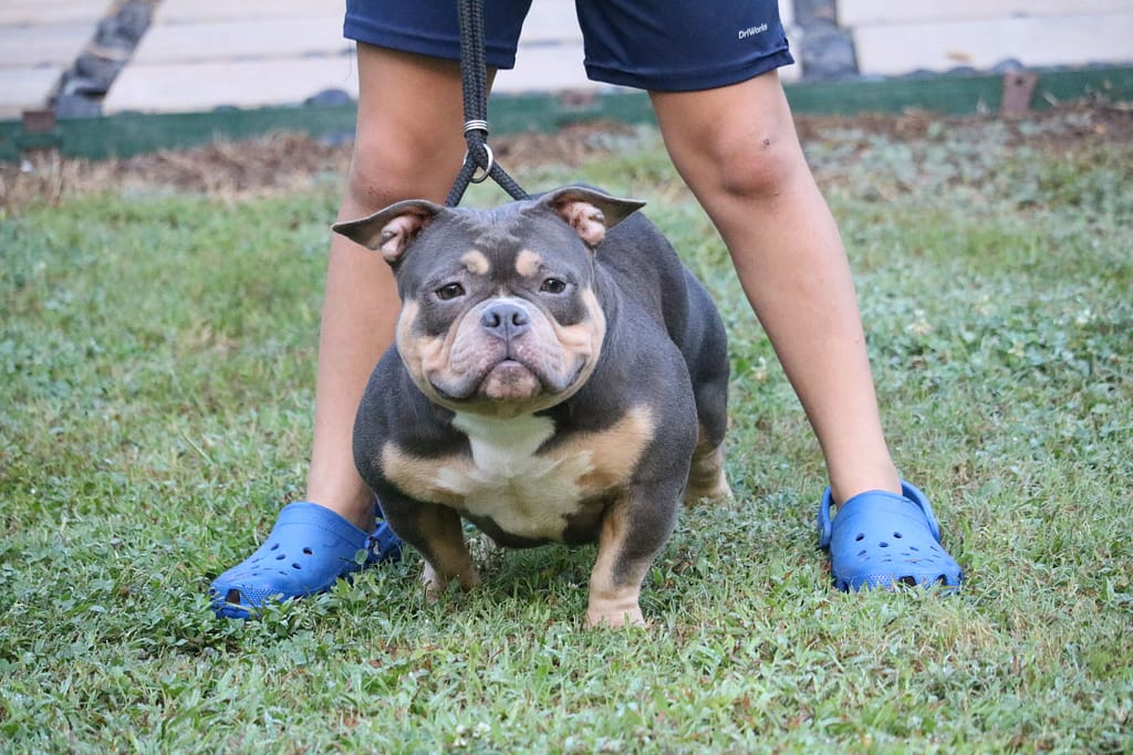 Micro American Bullies For Sale | Leader in Micro Bullies