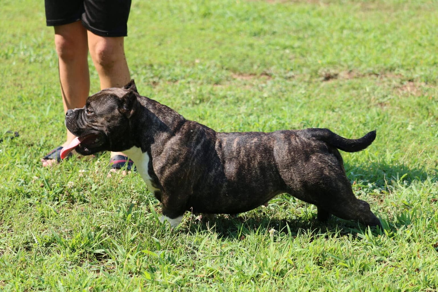 Micro American Bullies For Sale | Leader in Micro Bullies