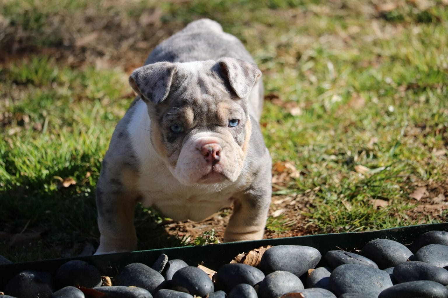 How to Create a Balanced Training Routine for Your Pocket Bully ...