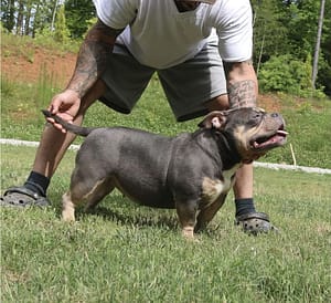 Micro American Bullies For Sale | Leader in Micro Bullies