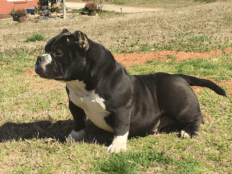 Micro American Bullies For Sale | Leader in Micro Bullies