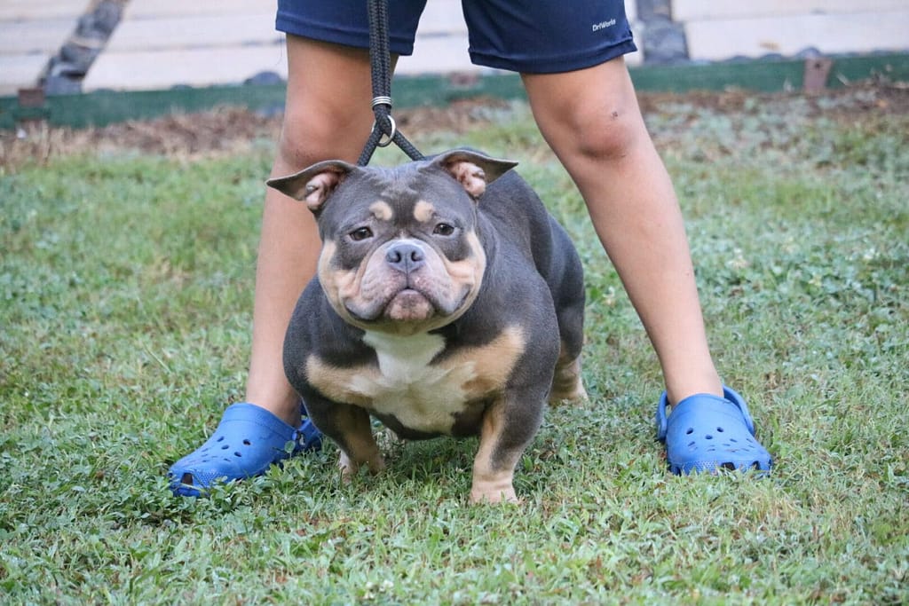 World-Class Female Micro Bullies and Pocket Bullies - Southeast Bully ...