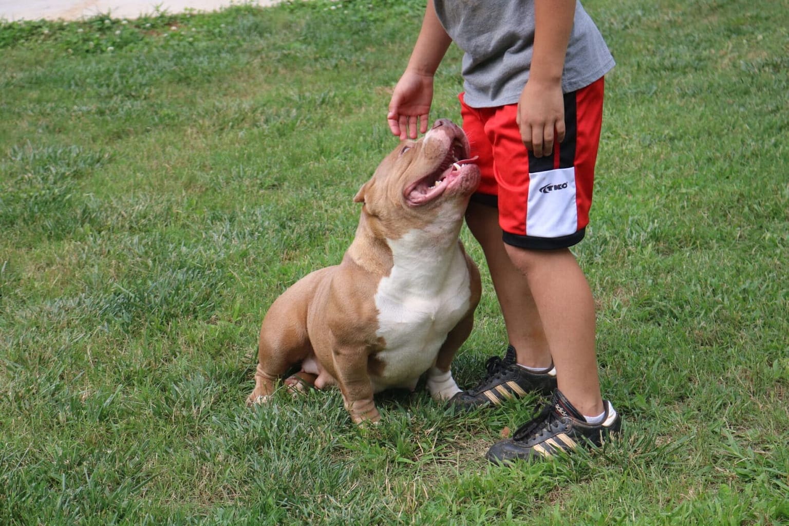 Show Quality Micro and Pocket Bully Breeder - Southeast Bully Kennels