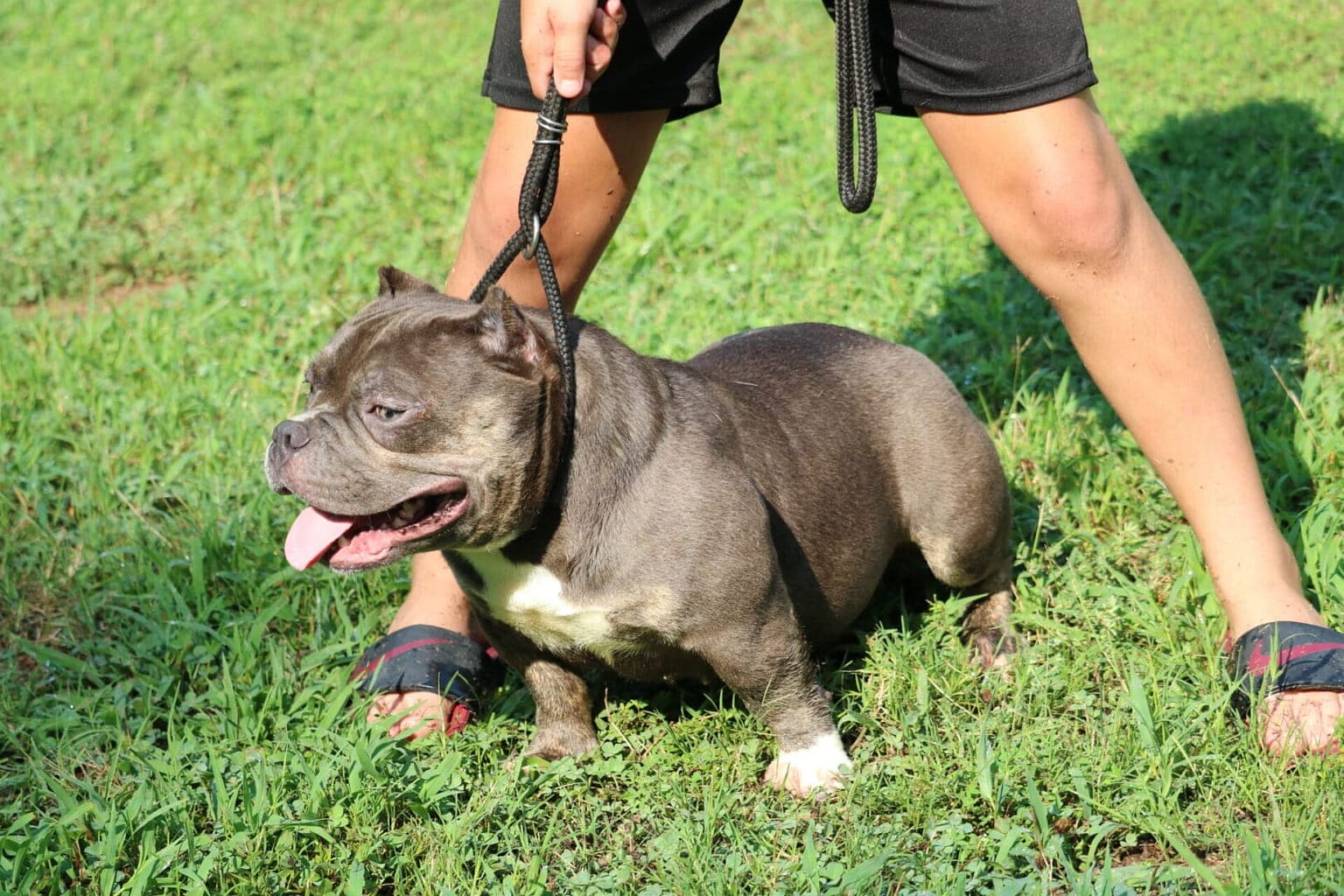 World-Class Female Micro Bullies and Pocket Bullies - Southeast Bully ...