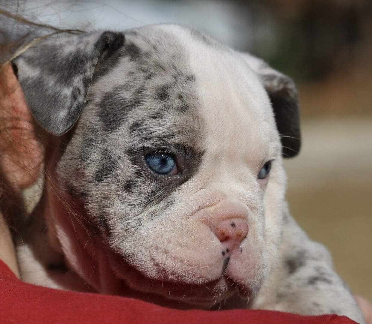 Transforming Lives: Pocket and Micro Bullies Easing Social Anxiety