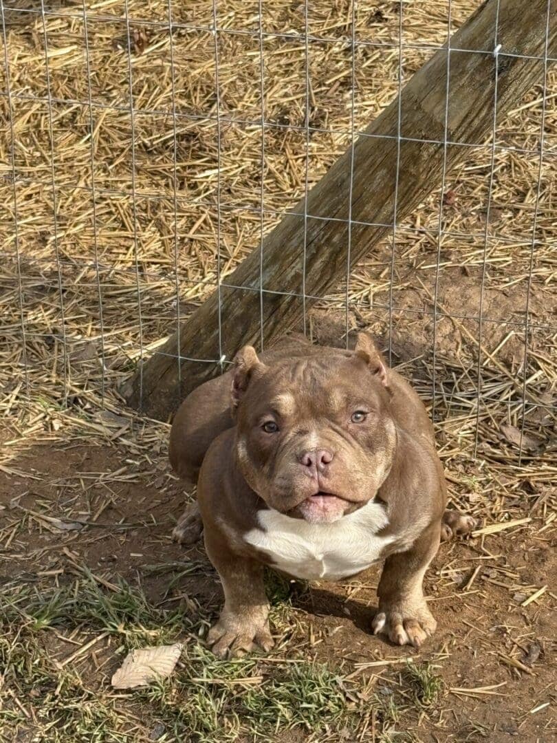 Trusted Pocket Bully Breeder | Southeast Bully Kennels