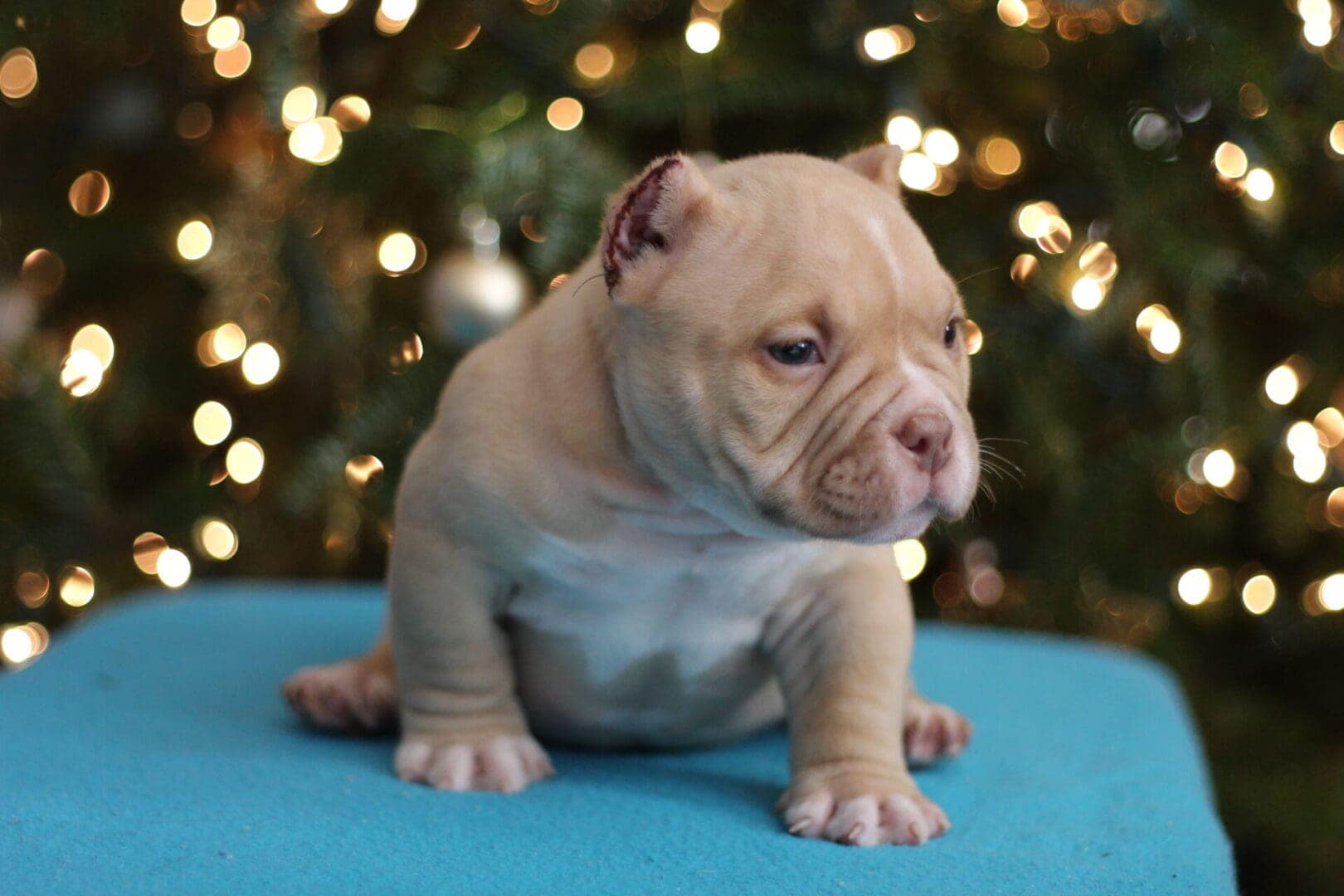 Micro Bully Puppies For Sale - Southeast Bully Kennels
