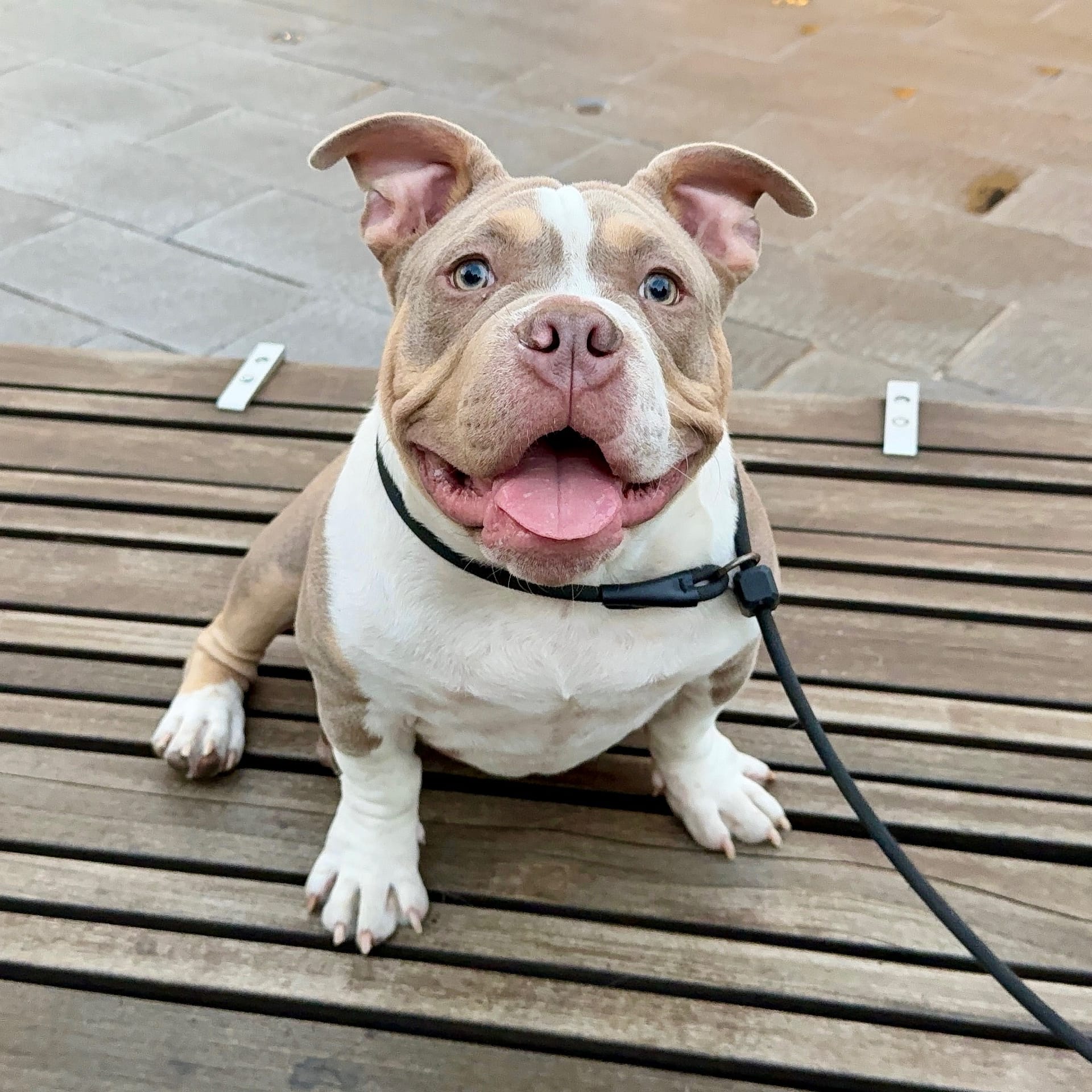 Pocket & Micro Bully Teething Timeline | Southeast Bully Kennels