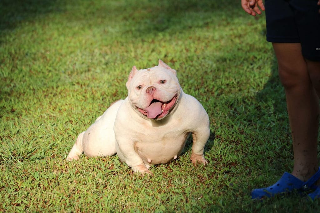 Southeast Bully Kennels - Female Micro and Pocket Bullies