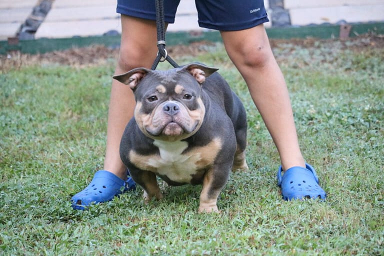 Southeast Bully Kennels - Female Micro and Pocket Bullies